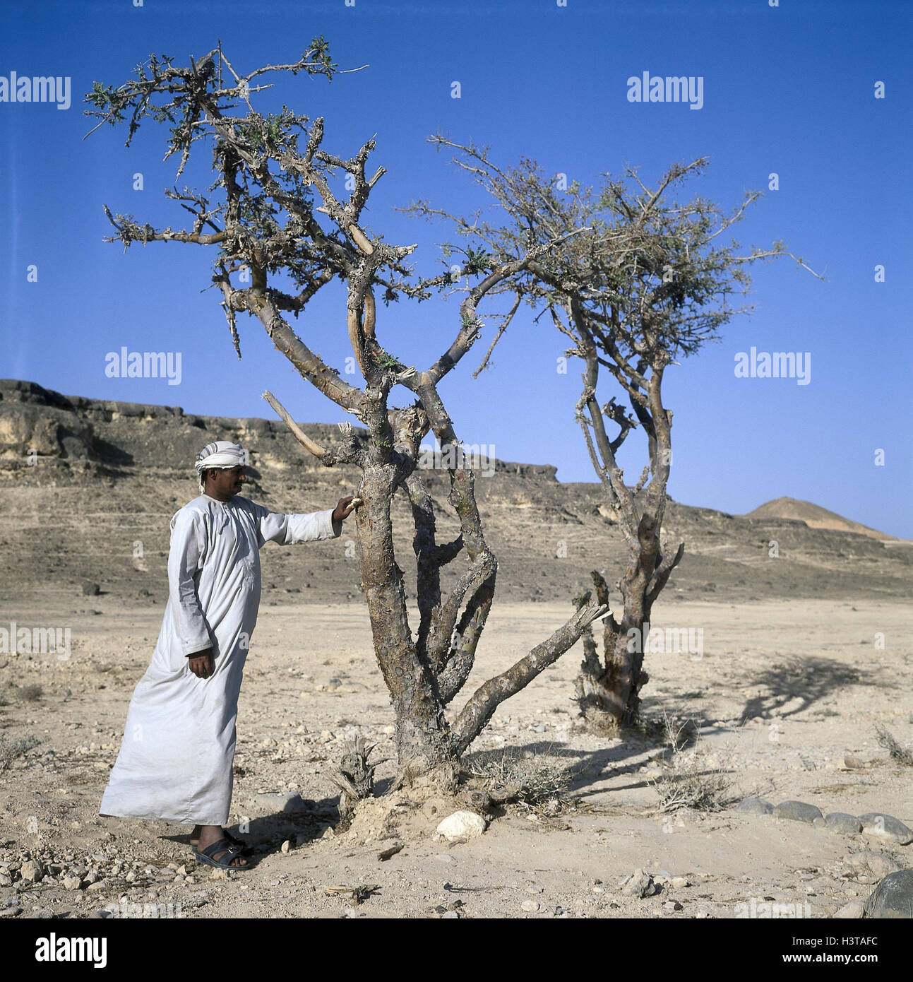 Oman, Dhofar, Mughsayl, man, incense tree, desert, scenery, scanty ...
