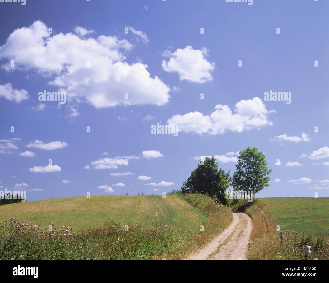 Country lane, cloudy sky, meadow, flowers, field, way, summer Stock ...