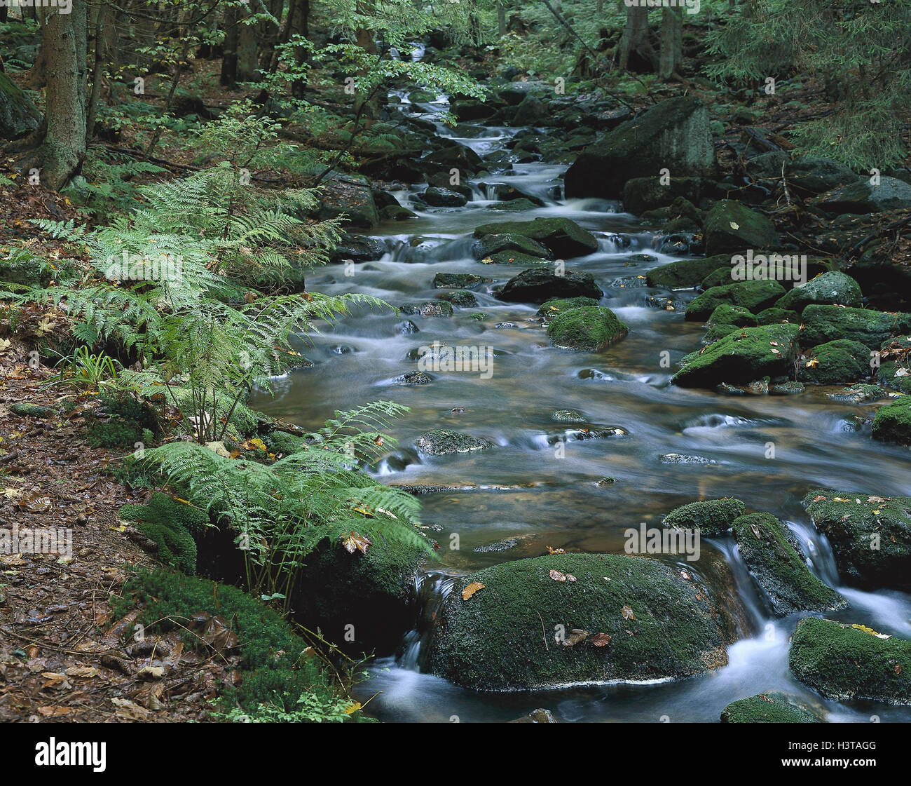 Germany, national park the Bavarian Forest, brook "Kleine Ohe", waters ...
