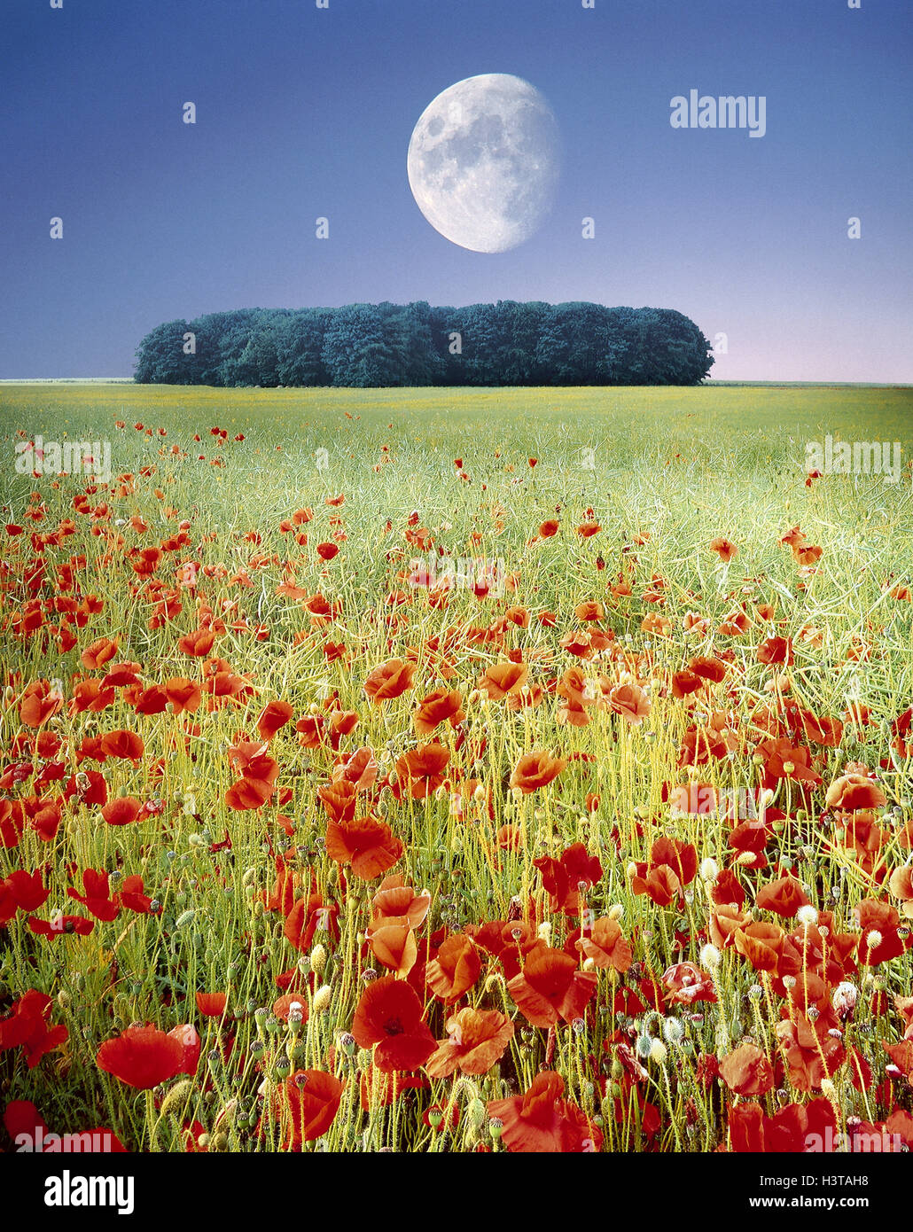 Scenery, meadow, poppies, group of trees, moon [M] summer, field ...