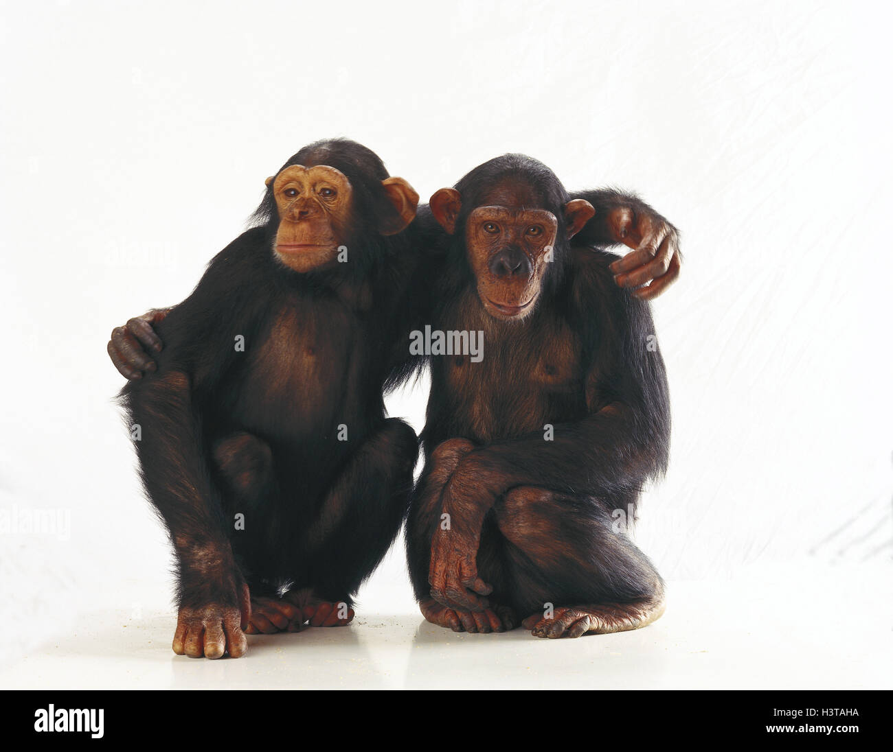 Chimpanzee's couple, Pan troglodytes, embrace, mammals, wild animals ...