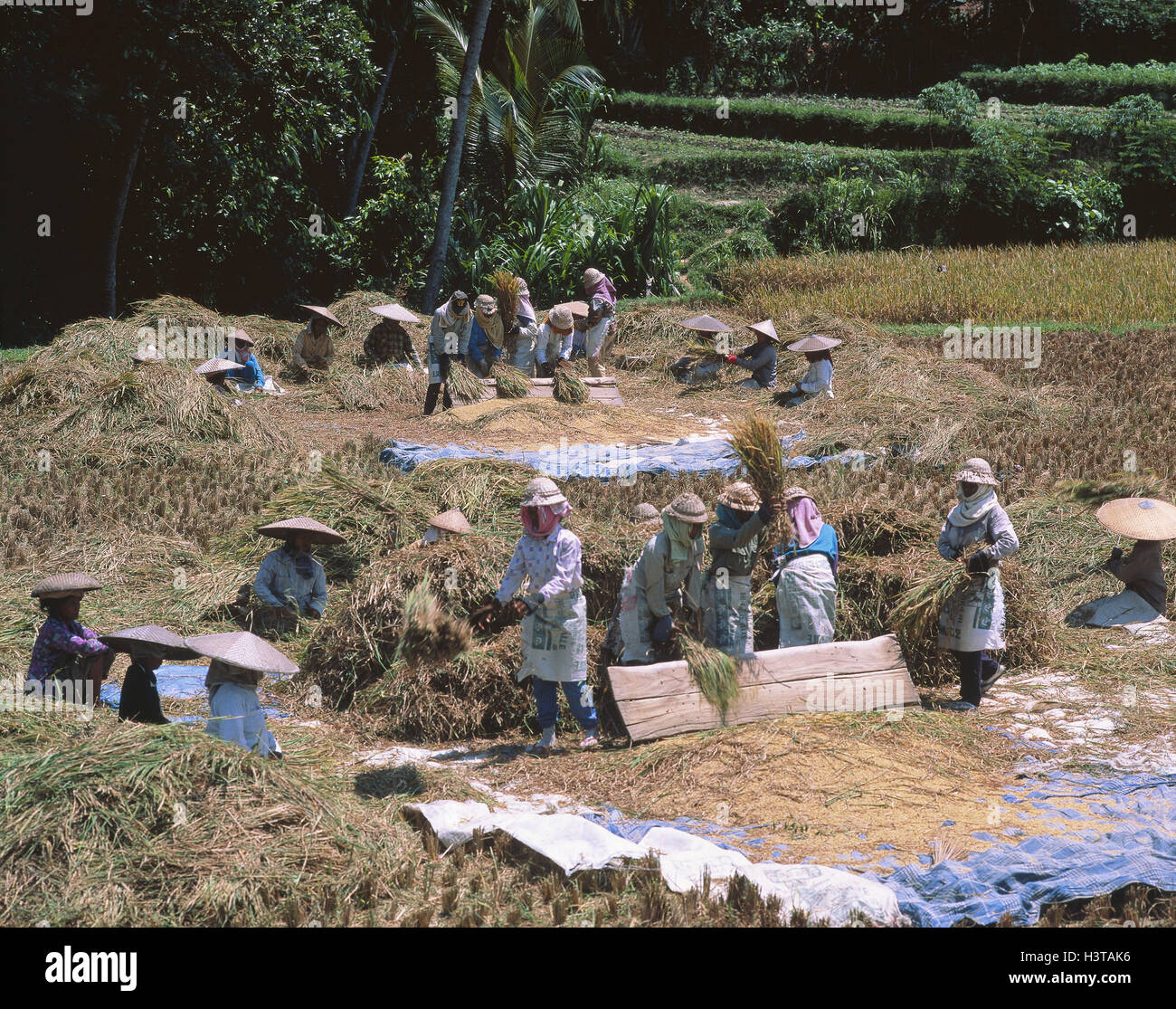 Indonesia, Bali, Reisernte, Asia, small Sundainseln, travel field ...