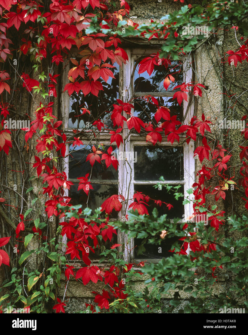 House, detail, window, wild wine, facade, covered, wine plant, climbing ...