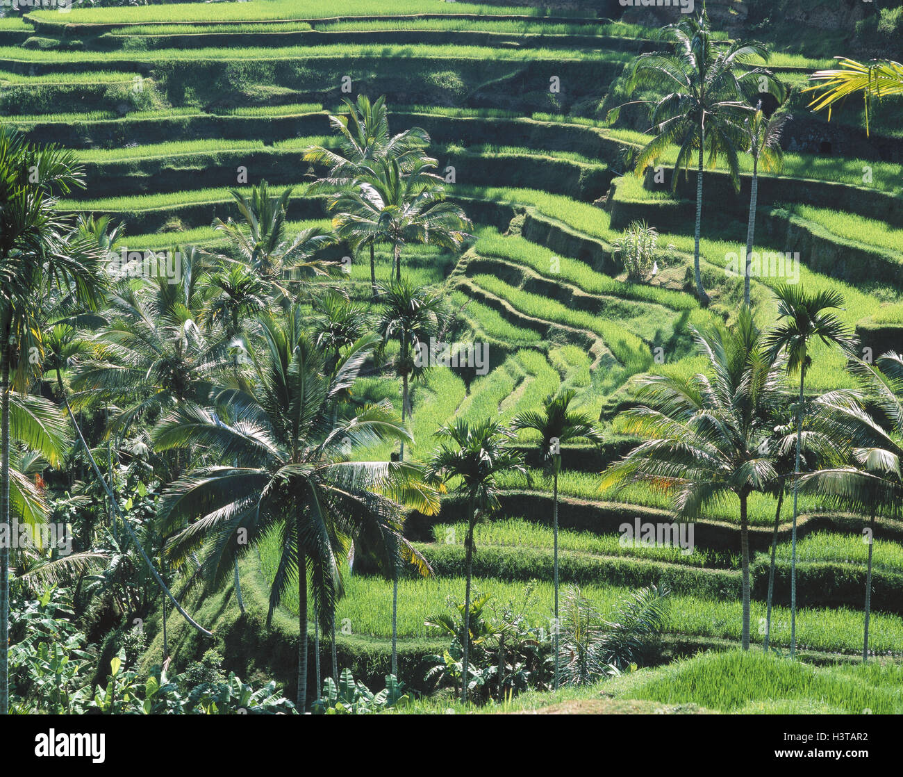 Indonesia, Bali, Tegallalang, travel terraces, Asia, growing travel ...