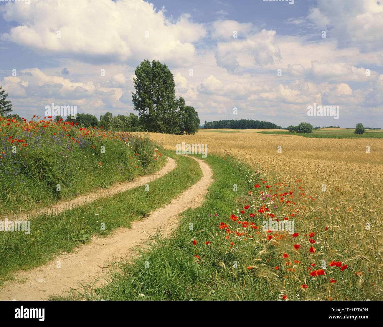 Field scenery with way and flowers, summer Stock Photo - Alamy