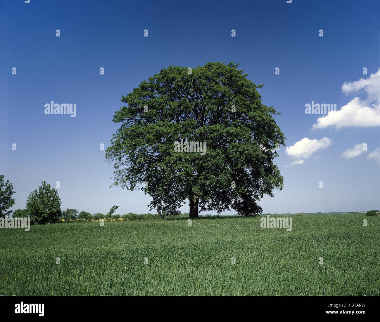 Field scenery, tree, maple, scenery, field, fields, broad-leaved tree ...