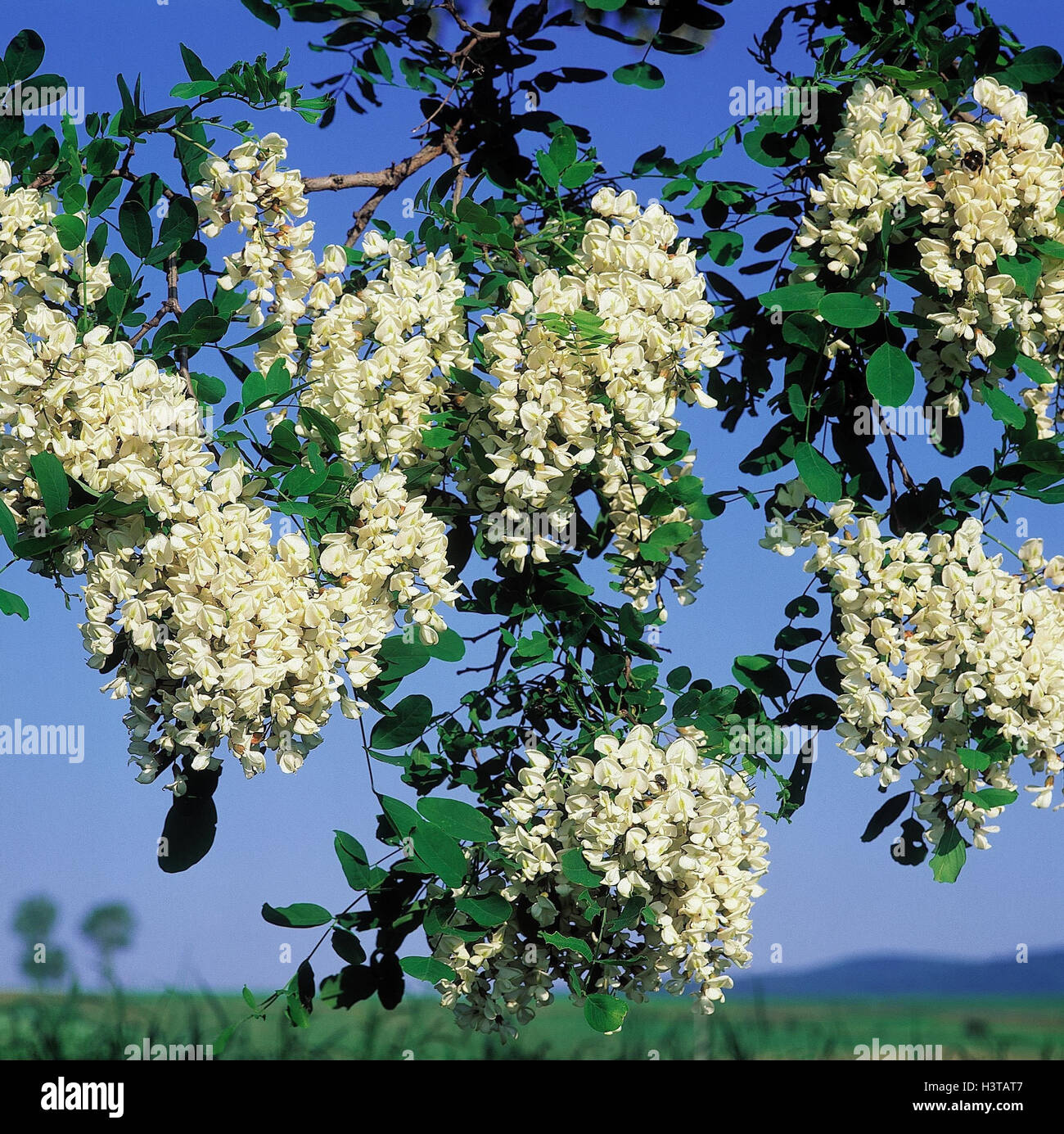 False acacia, Robinia pseudacacia, detail, twigs, blossoms, false ...