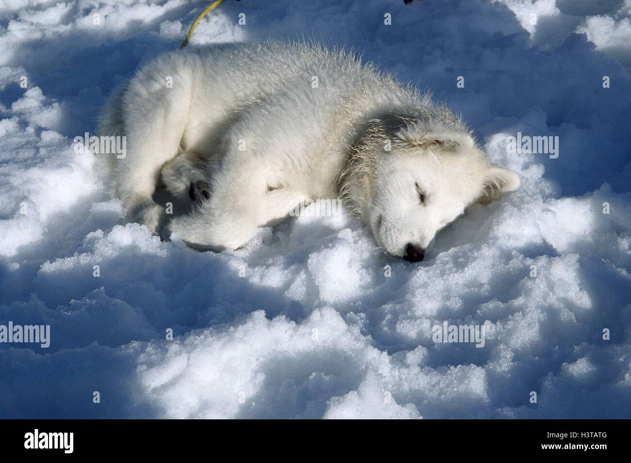 Samojeden puppy hi-res stock photography and images - Alamy