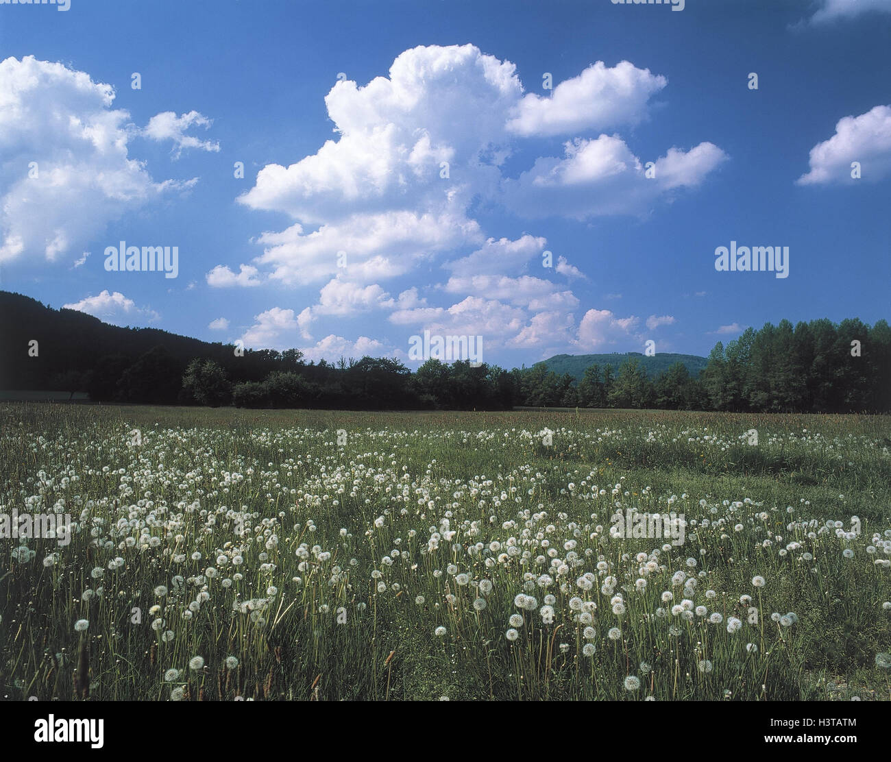 Flower meadow, dandelion, Taraxacum officinale, fadeds, puff's flowers ...
