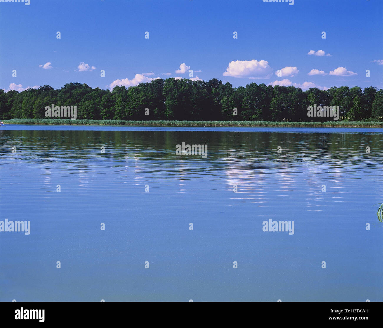 Germany, Mecklenburg, quiet lake, scenery, waters, lake, lakeside, reed ...
