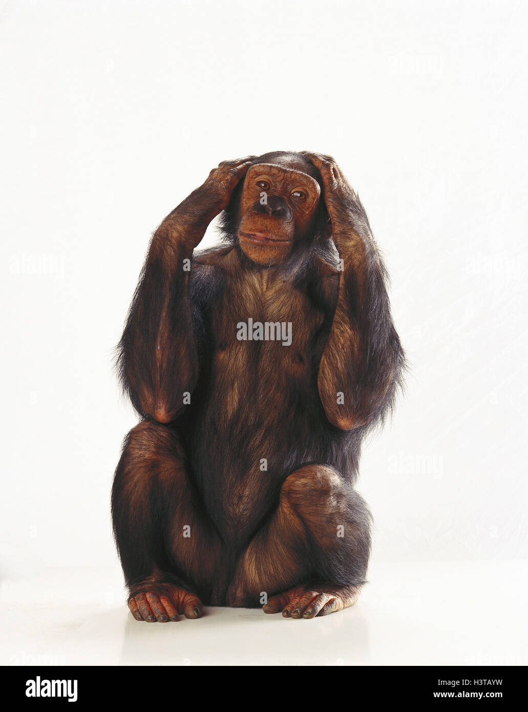 Chimpanzee, Pan troglodytes, gesture, "nothing hear" mammals, mammal ...