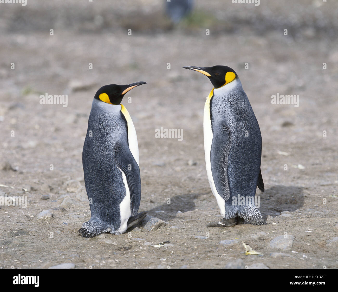 Subantarktis, king's penguins, Aptenodytes patagonica, birds, sea birds ...