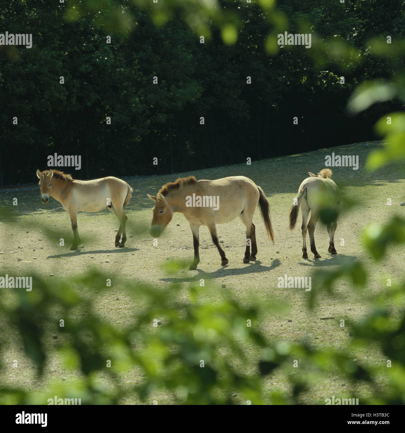 Breeding wild animals hi-res stock photography and images - Alamy