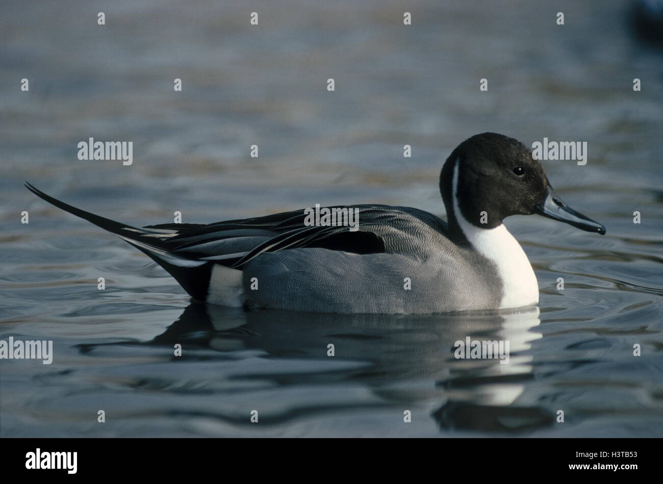Spit duck, Anas acuta, male, water, swim animals, animal, birds, bird ...