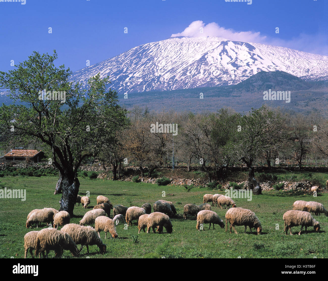 Italy, Sicily, Etna, pasture, flock of sheep, Europe, Southern Europe ...