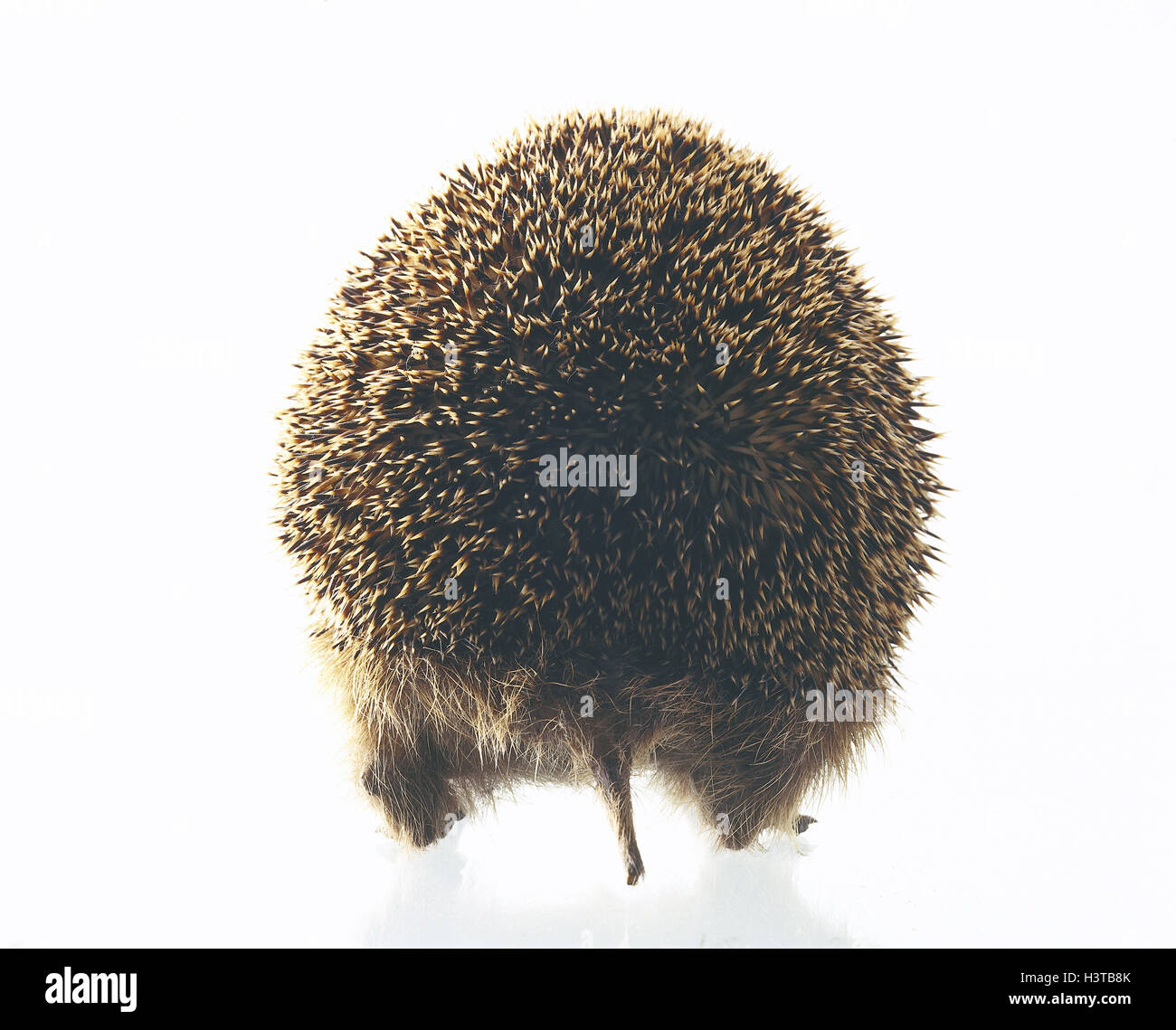 European hedgehog, Erinaceus europaeus, back view mammals, mammal, wild ...