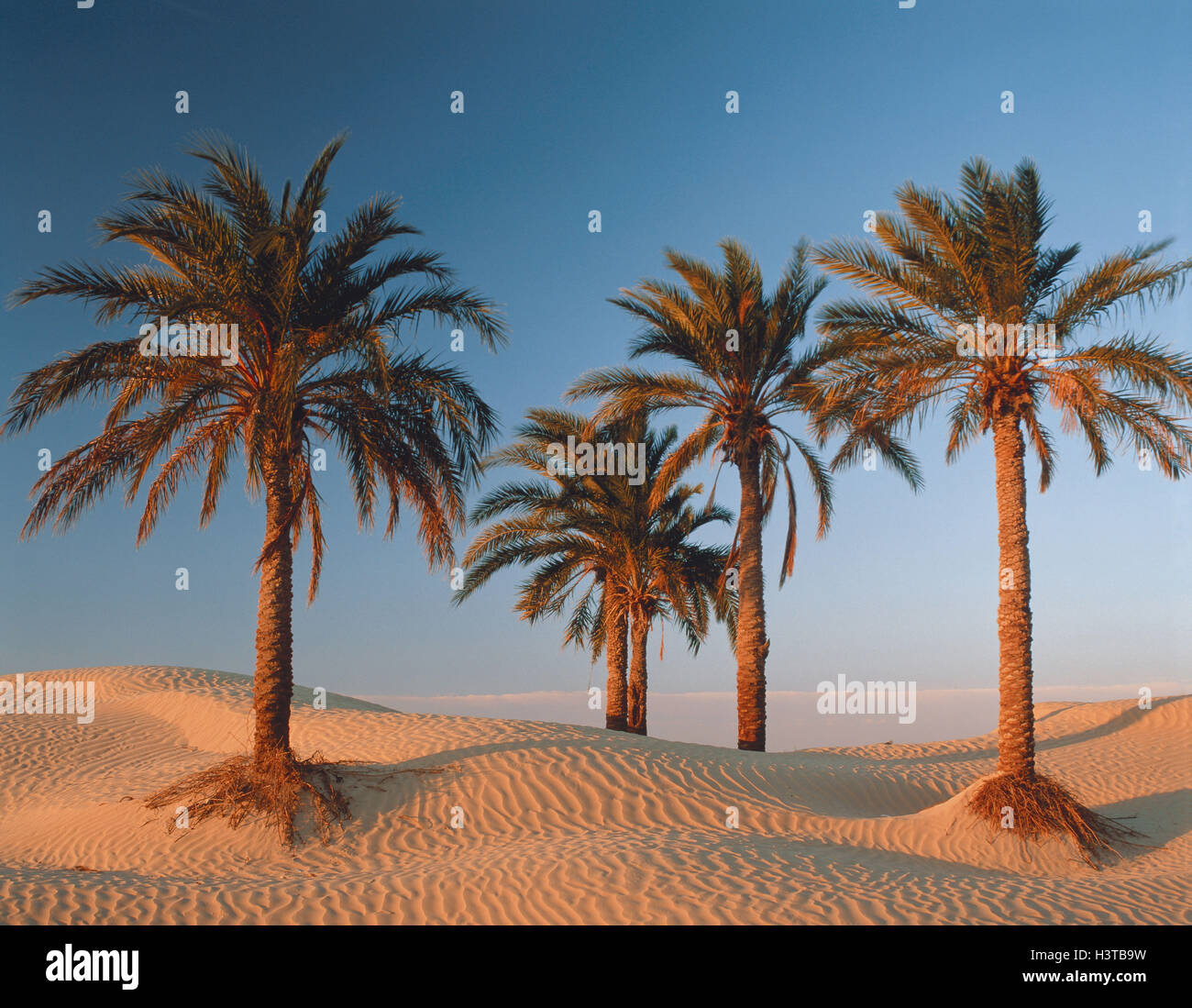Sahara, palms, evening light, Africa, North, Africa, nature, dryness ...