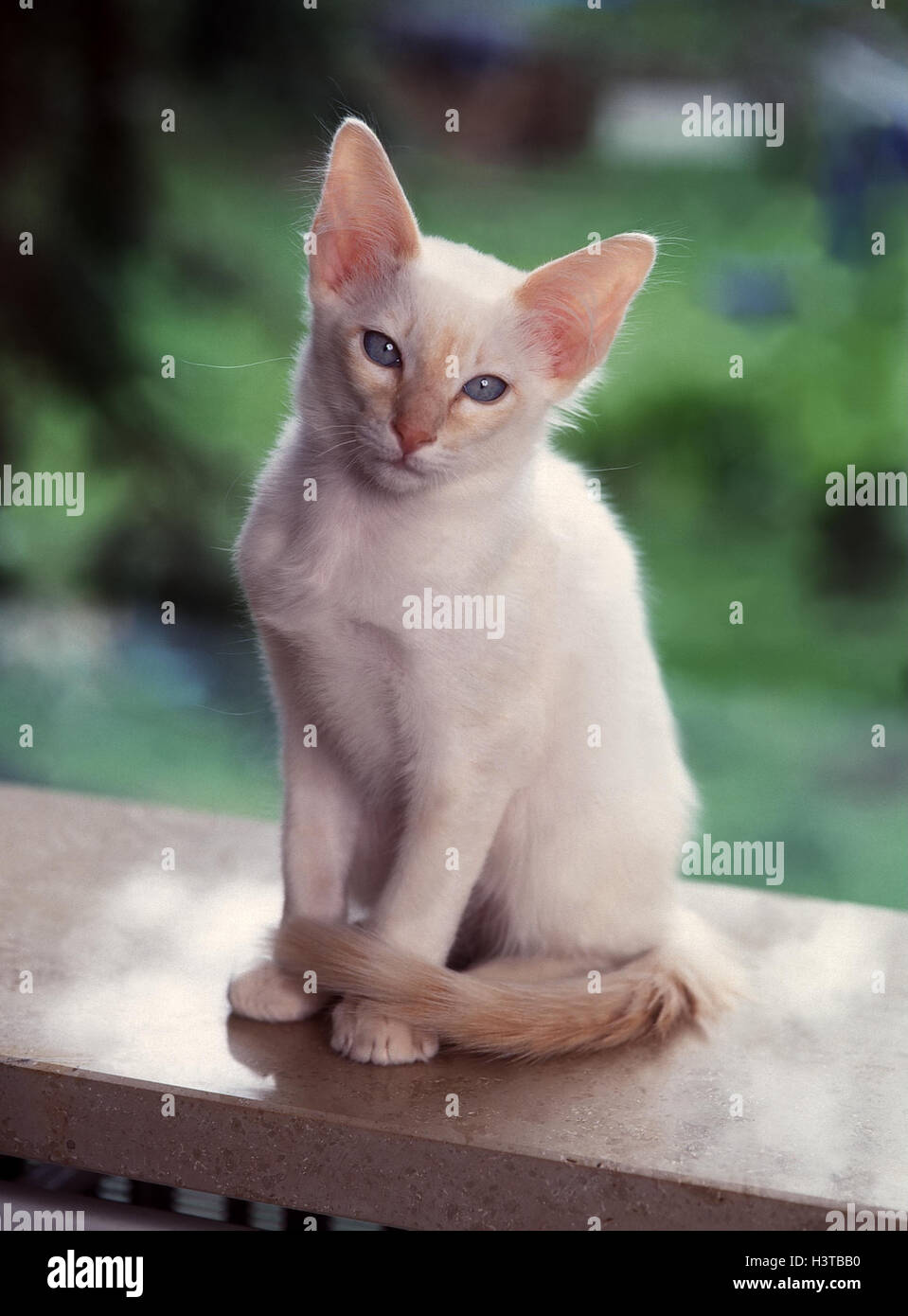 Sill, Balinesische cat, young, sit, animal, animals, Säugtier, mammals ...