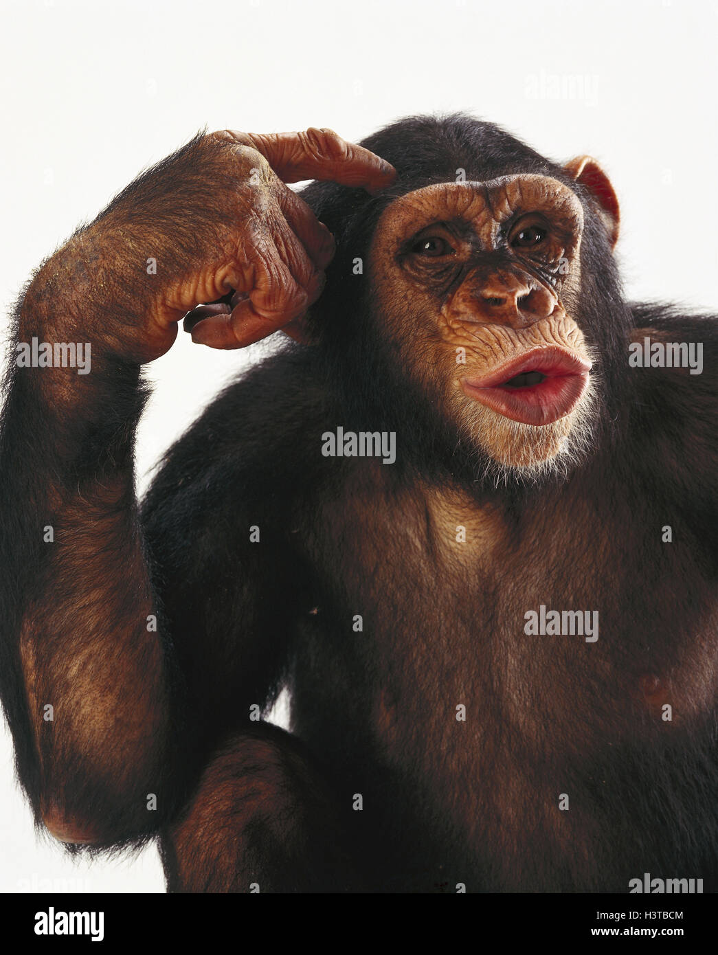 Chimpanzee, Pan troglodytes, gesture, mammals, mammal, wild animals ...