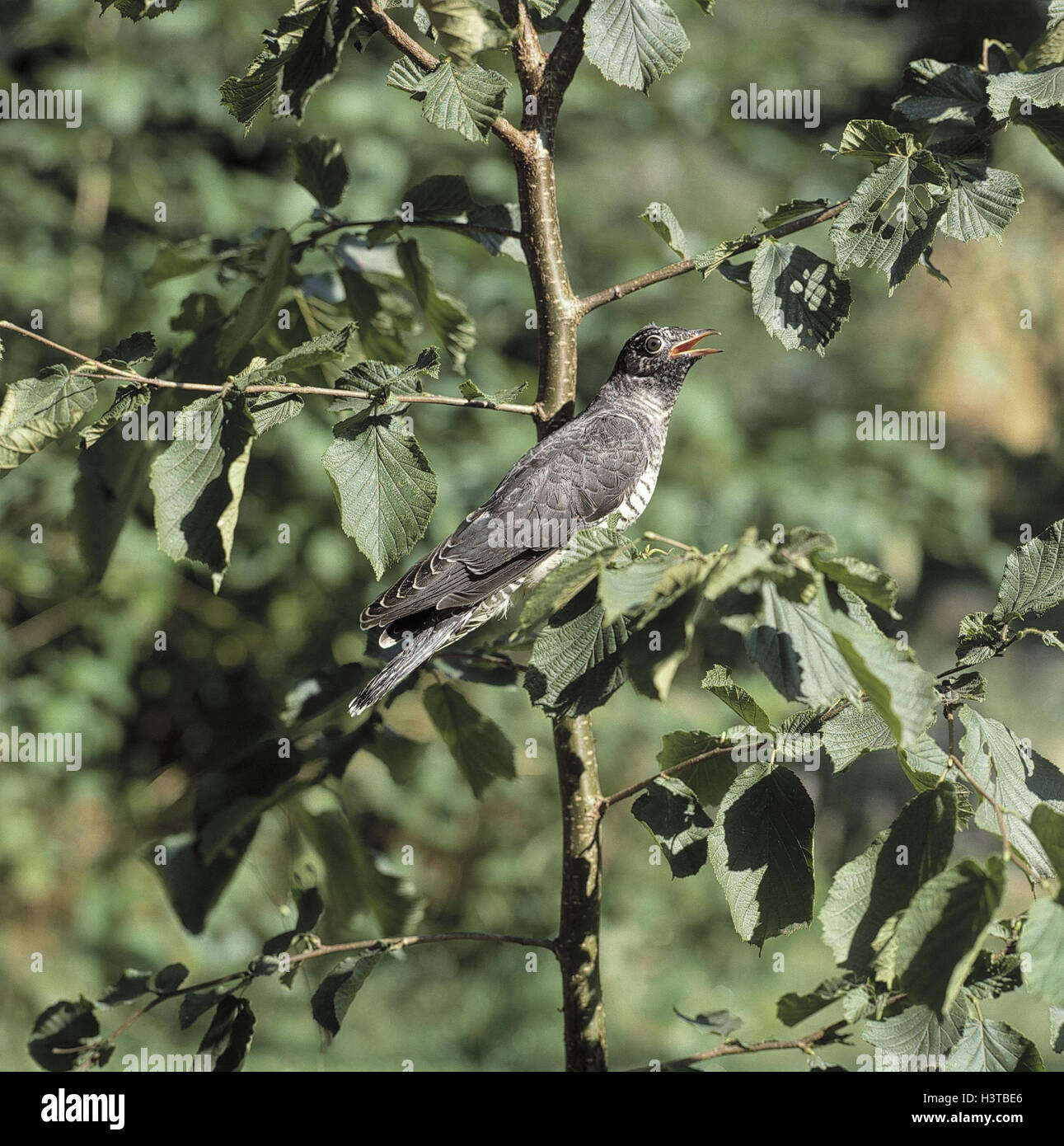 Cuckoo, Cuculus canorus, animal, animals, bird, birds, bird passage ...