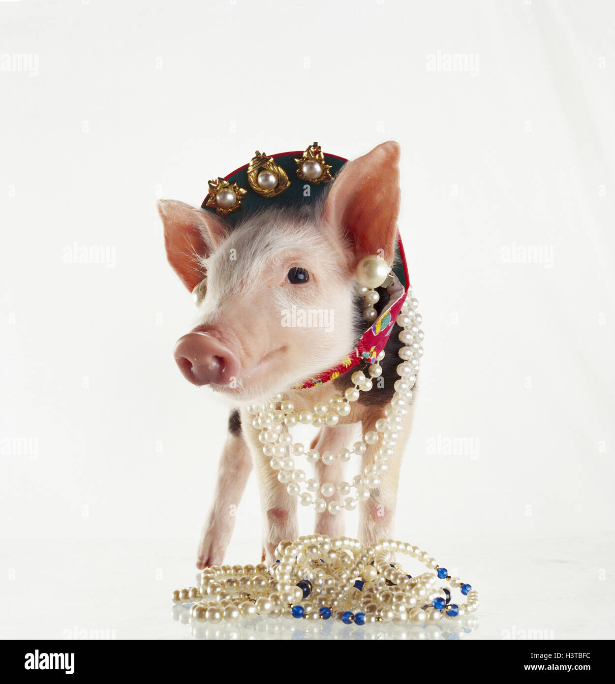 House pig, piglet, pearl jewellery, mammals, mammal, benefit animals ...