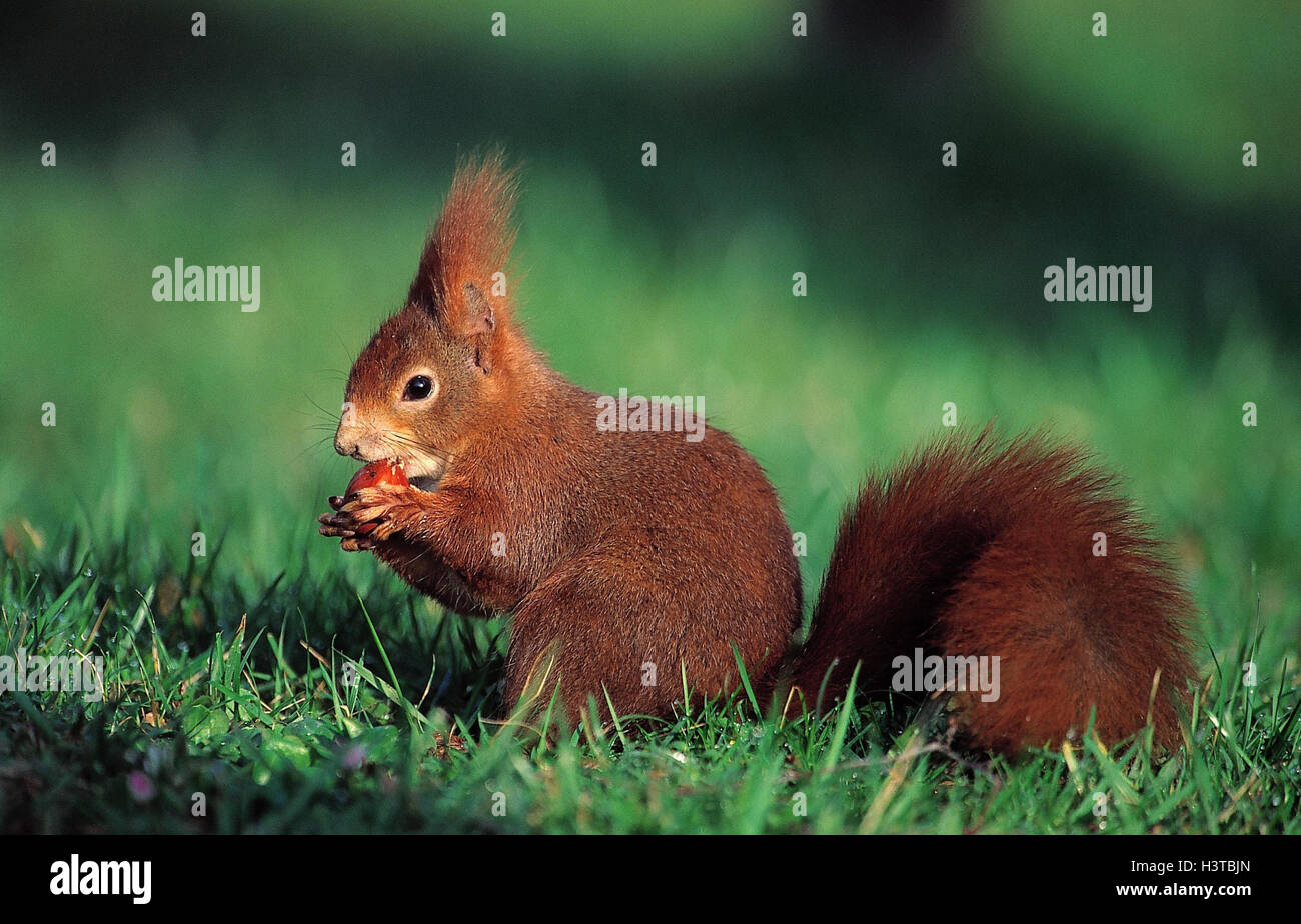 Squirrels, Sciurus vulgaris, eat, nut, animals, wild animals, rodents ...
