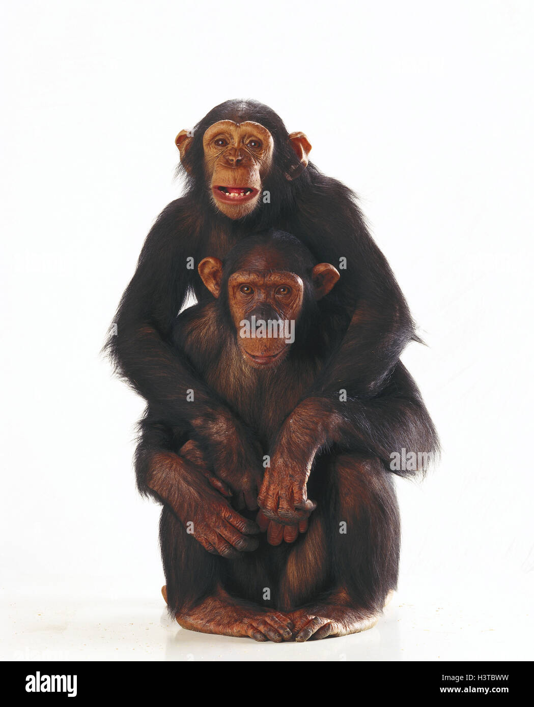 Chimpanzee's couple, Pan troglodytes, embrace, mammals, wild animals ...