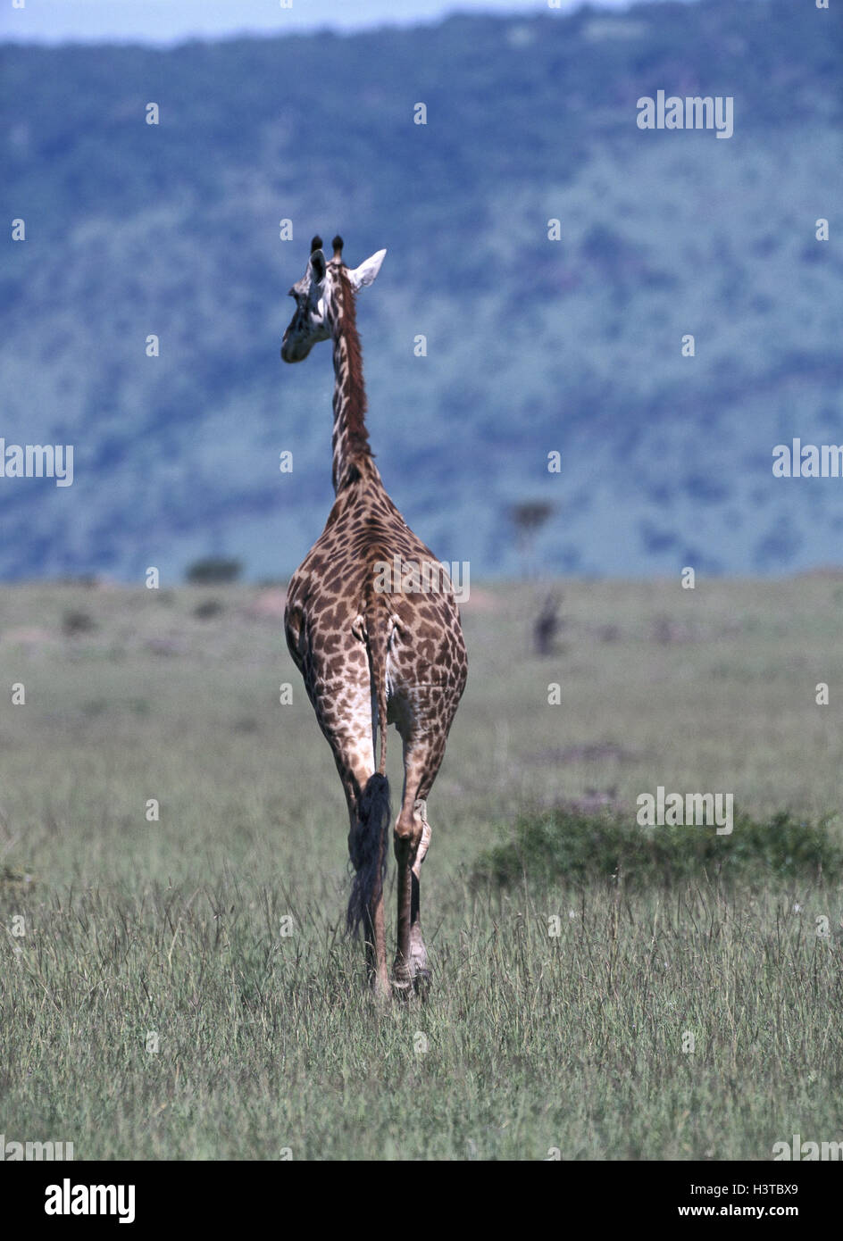 Massaigiraffe, Giraffa camelopardalis tippelskirchi, back view, savanna ...