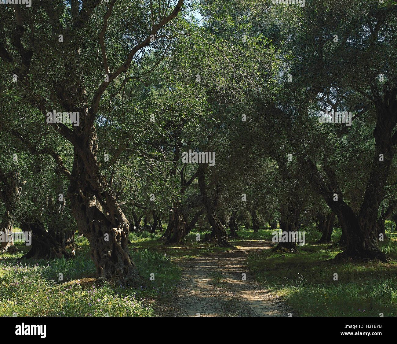 Greece, island Corfu, olive trees, way, summer, Ionian islands, Kerkyra ...