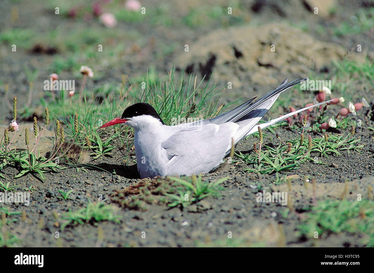 Coastal tern, sterna macrura, breed, bird, birds, coastal tern, sterna ...