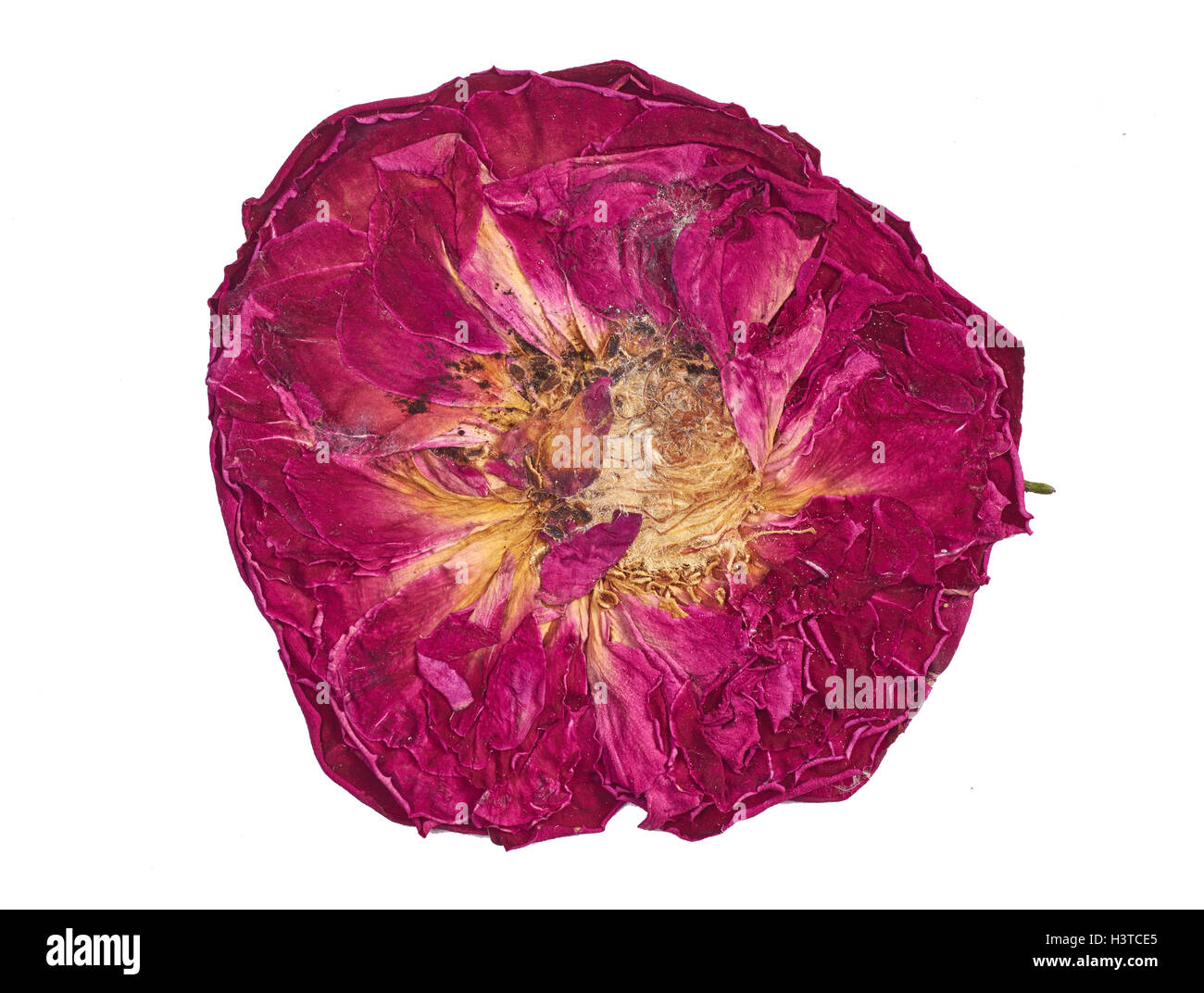 Dry red rose flower hi-res stock photography and images - Alamy