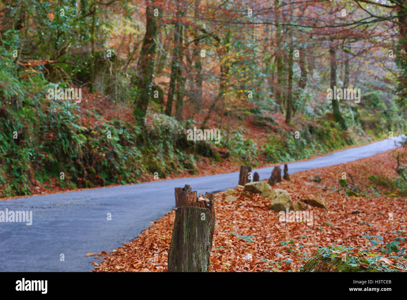 Autumn landscape with road and beautiful colored trees, in Geres ...