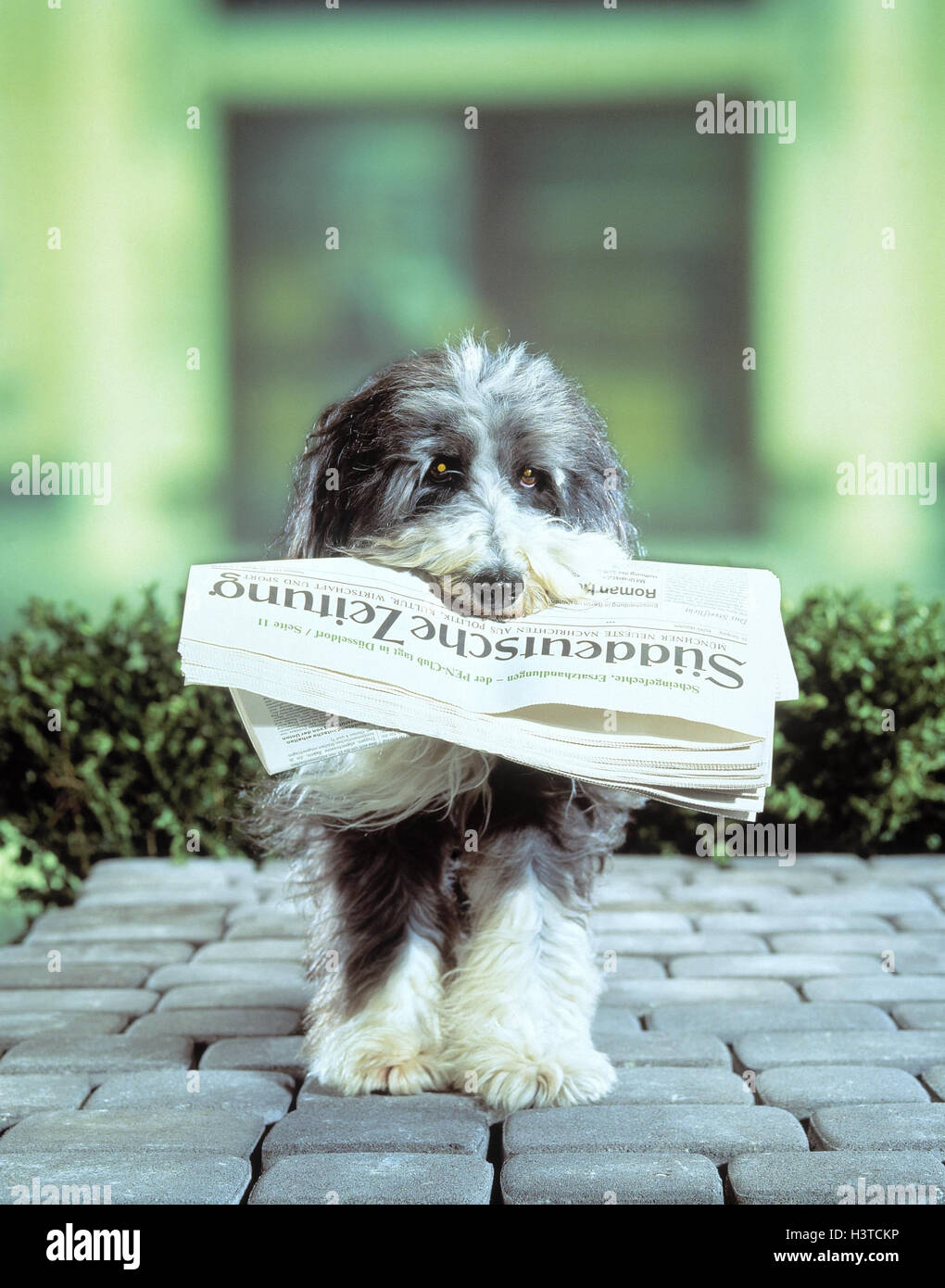 Bearded collie, newspaper, animal, animals, mammals, mammal, Mammalia ...