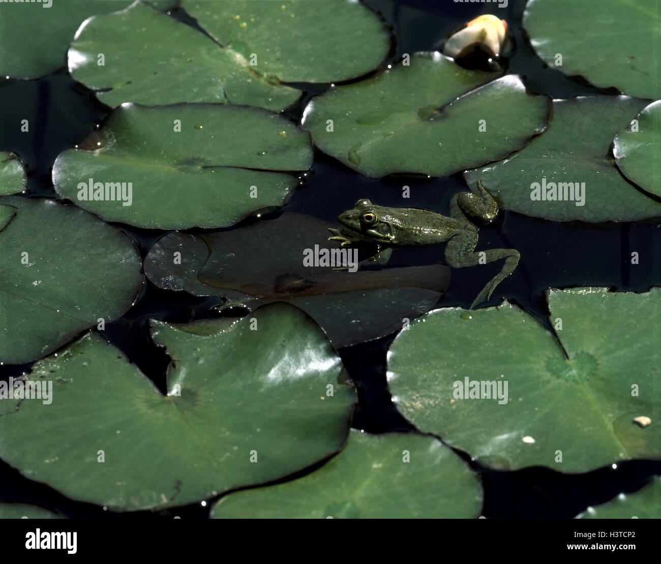 Frogs and water lilies hi-res stock photography and images - Alamy