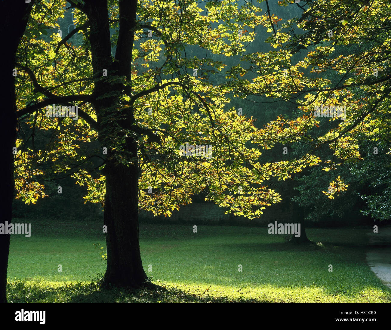 Chestnut tree, detail, autumn, tree, broad-leaved tree, chestnut ...