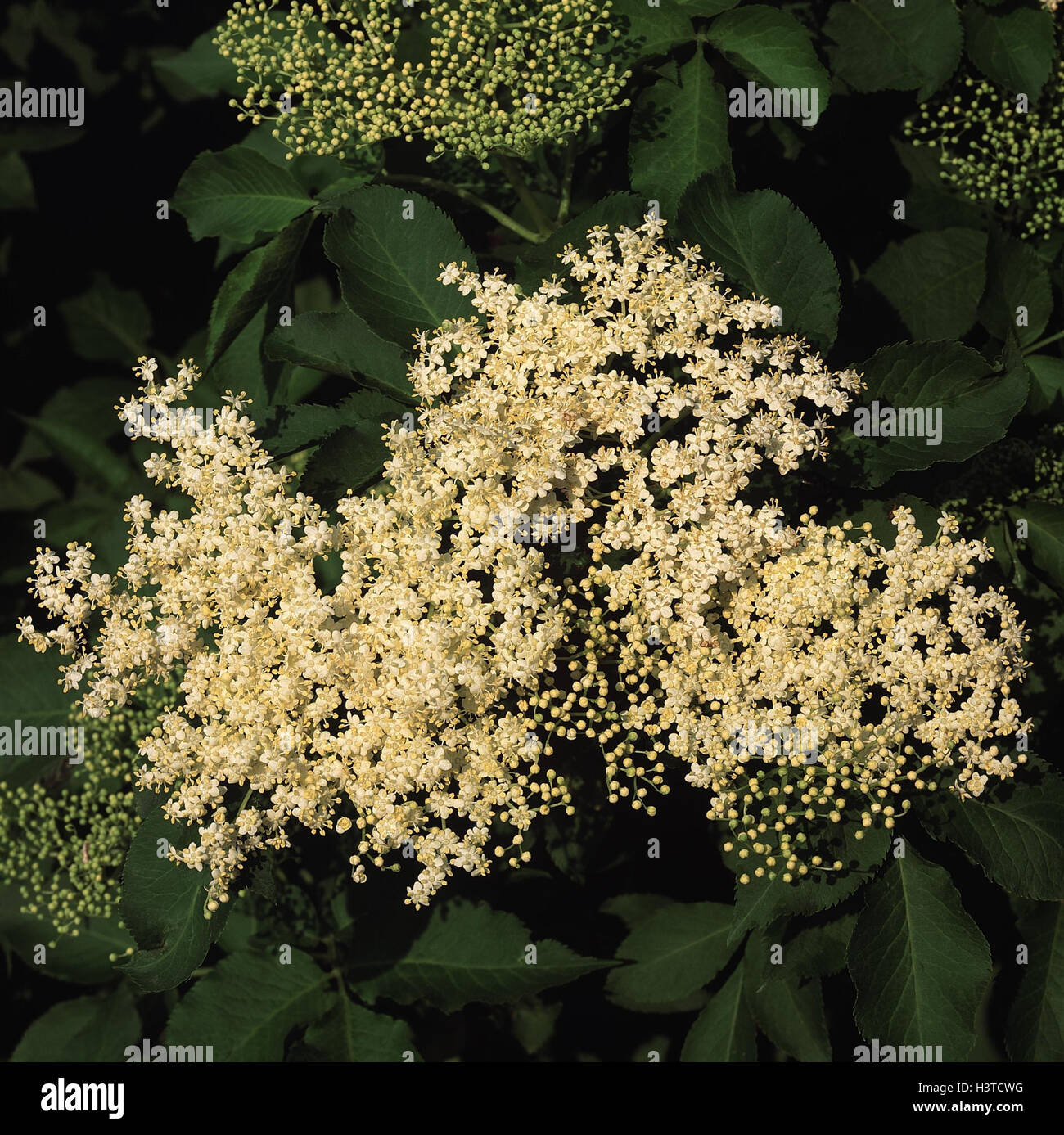 Black elder, Sambucus nigra, detail, leaves, blossoms, medicinal plants ...