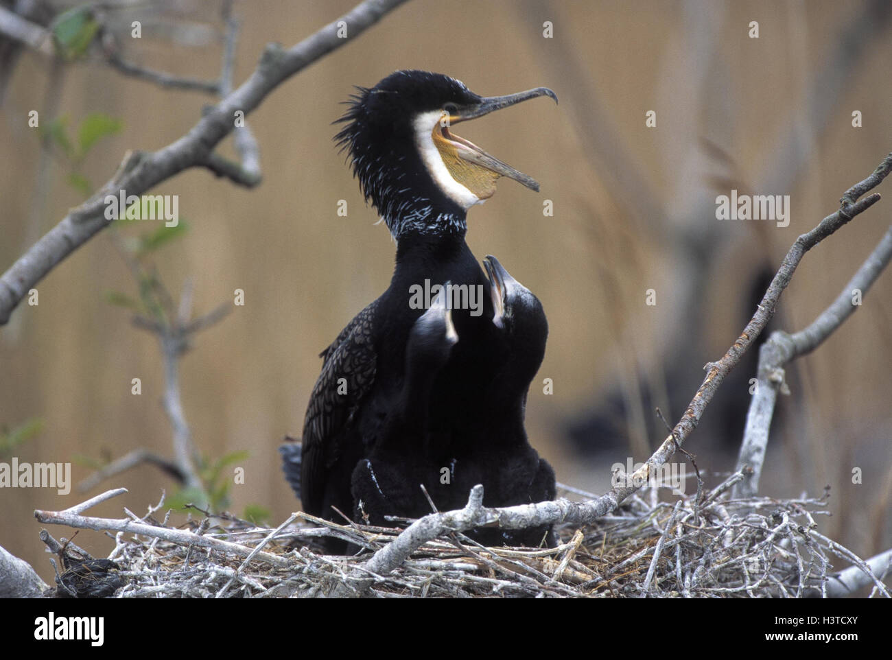 Big cormorant, Phalacrocorax carbo, nest, young birds, two, animals ...