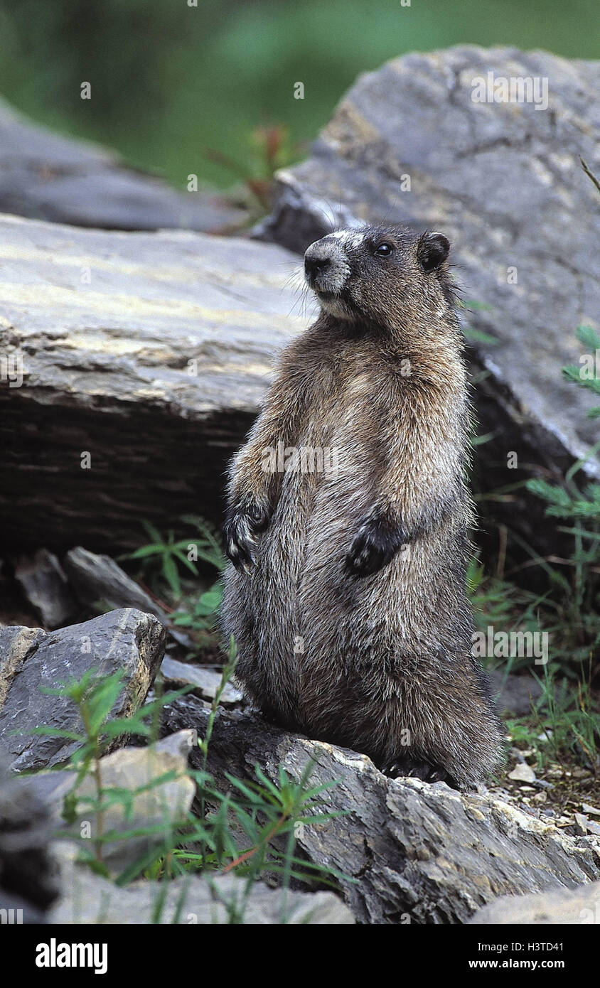 Ice cream-grey groundhog, Marmota caligata, wild animals, animals ...