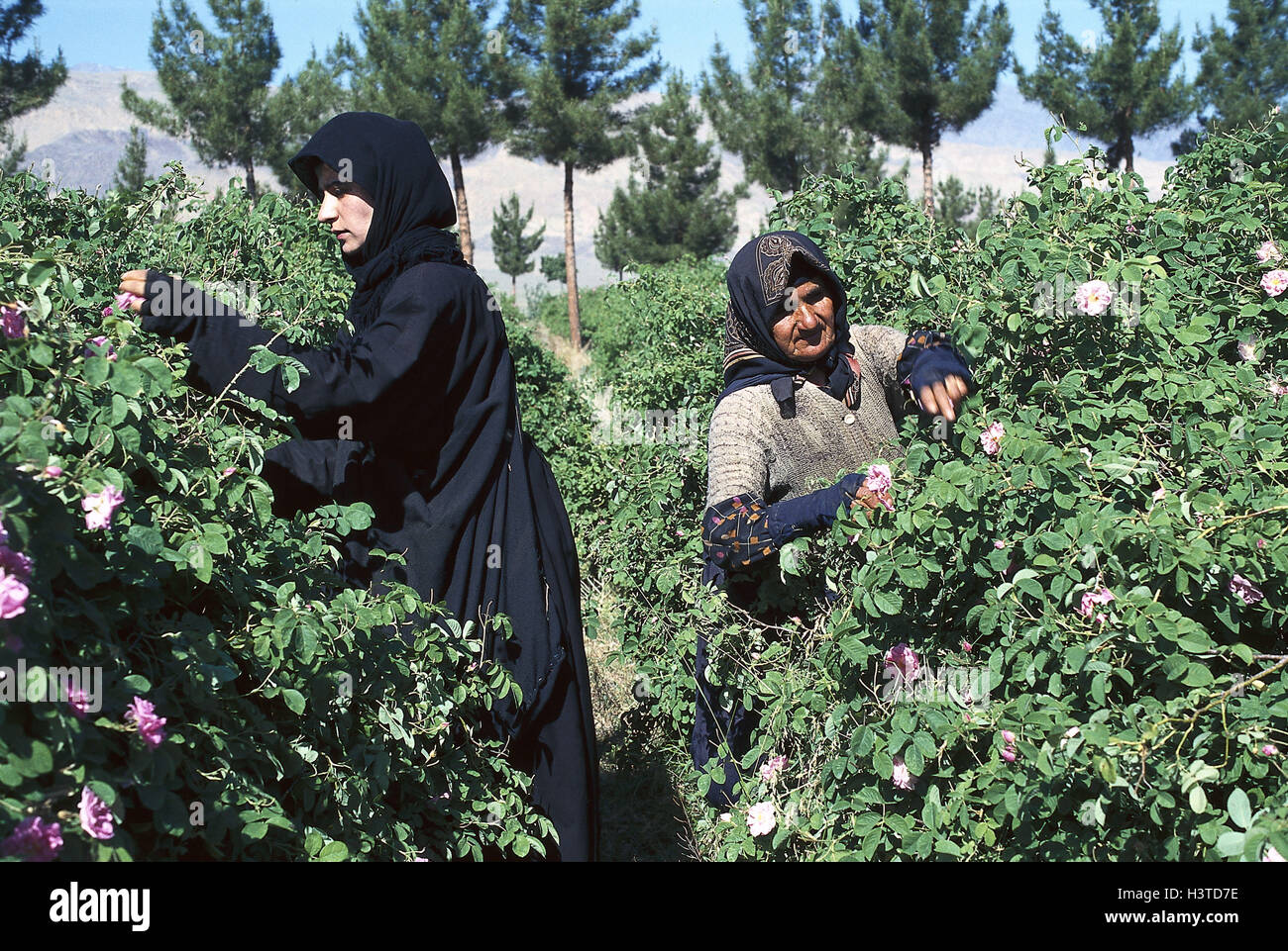 Iran, province Isfahan, Quamsar, rosebushes, Rosenpflückerinnen, the ...