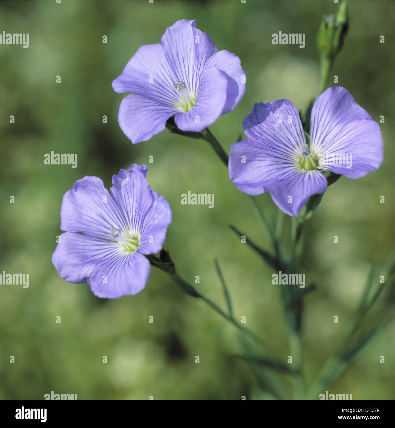 Meadow, real Lein, Linum usitatissimum, blossoms, mauve medicinal ...