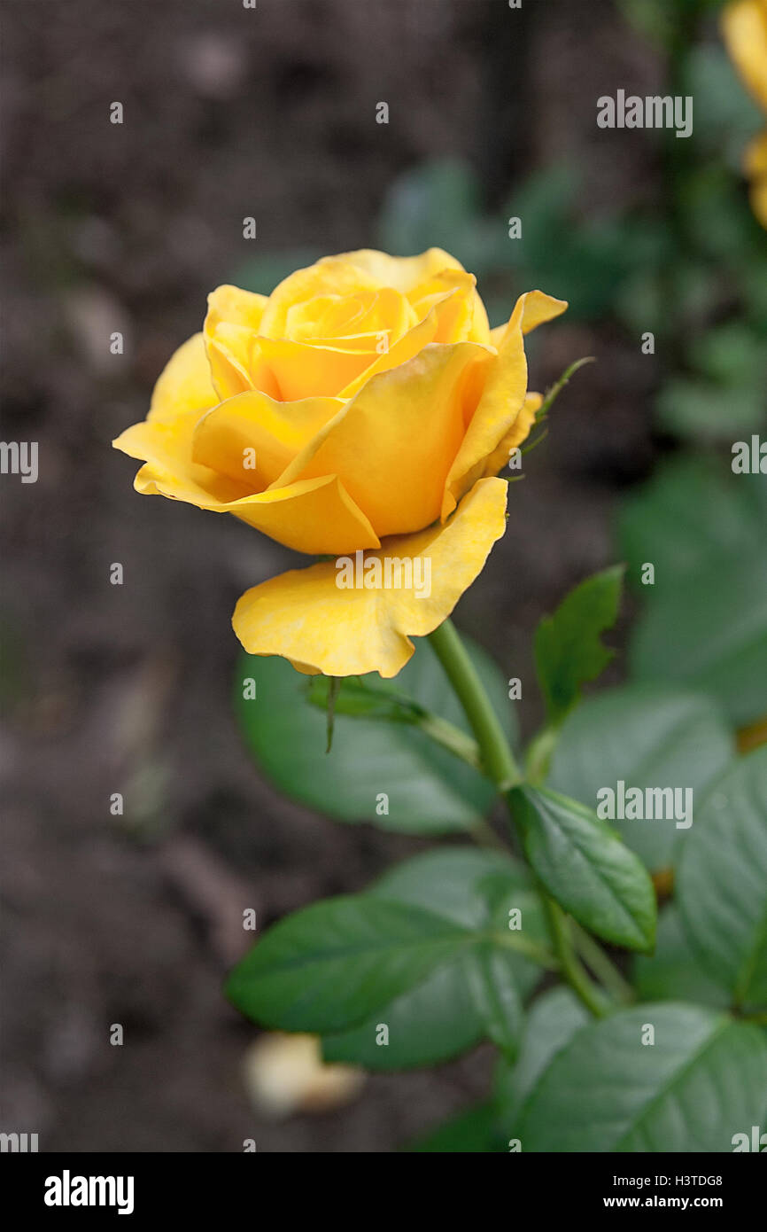 Beautiful yellow rose in the garden. Artistic image of beautiful flower ...