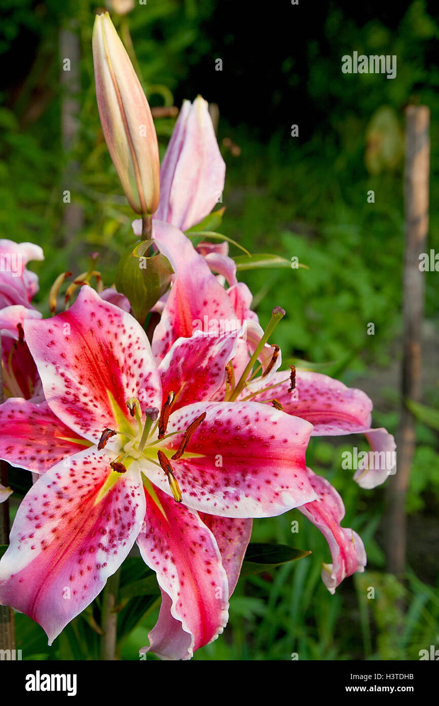 Close up view of the pink lily blossoms on natural background. Close up ...