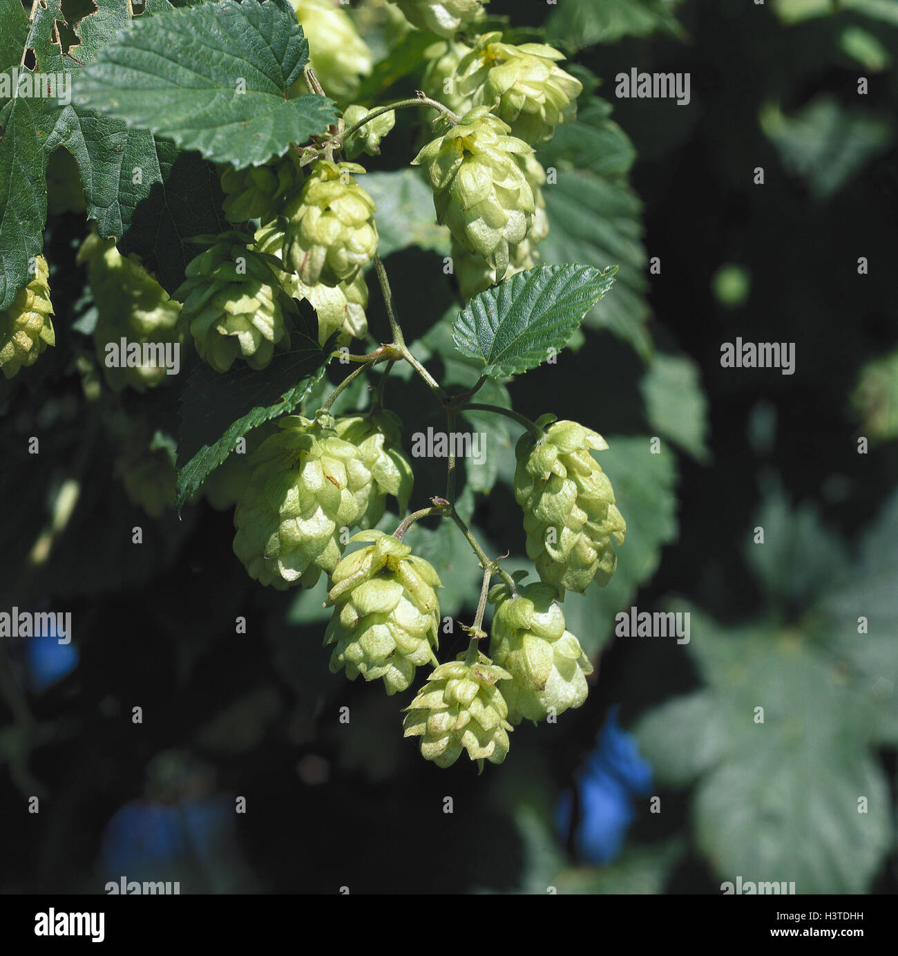 Hops humulus lupulus hi-res stock photography and images - Alamy