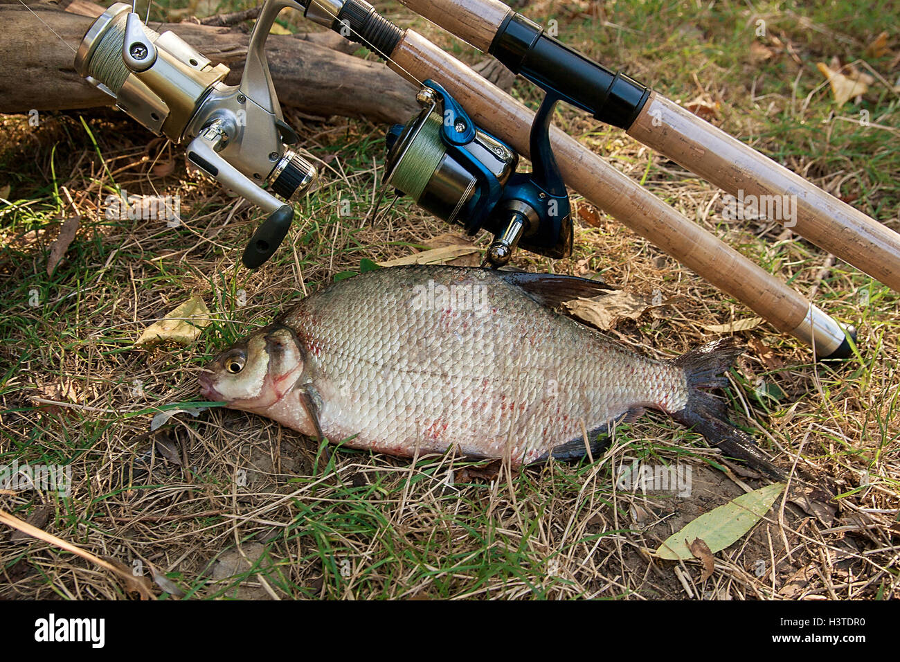 Catching freshwater fish and fishing rods with reels on green grass ...