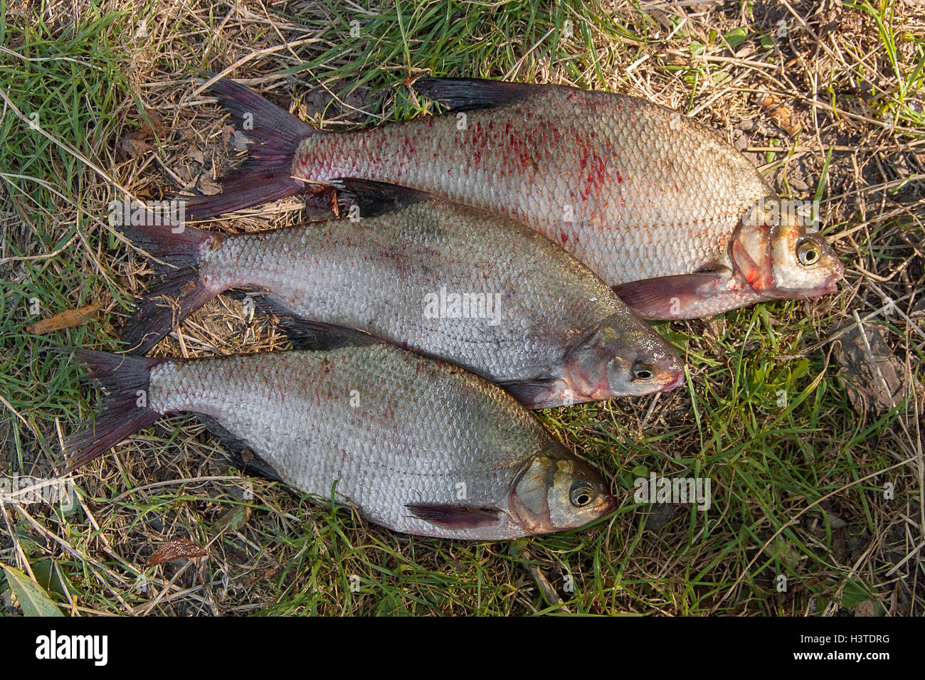 Freshwater fish just taken from the water. Several bream fish on green ...