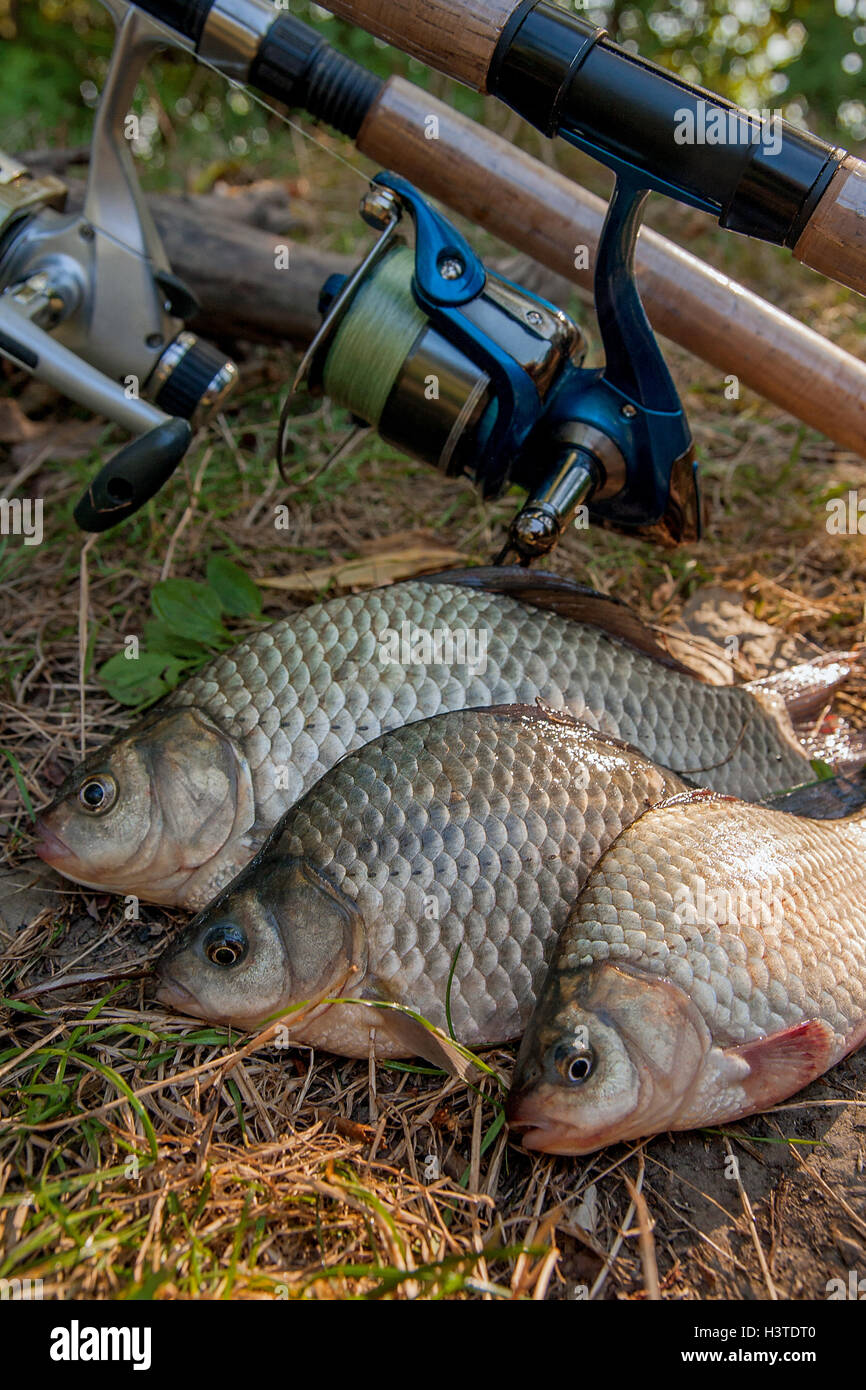 Catching freshwater fish and fishing rod with fishing reel on green ...