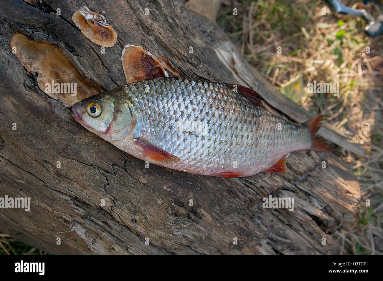 Freshwater fish just taken from the water. Several roach fish on green grass. Catching fish ...