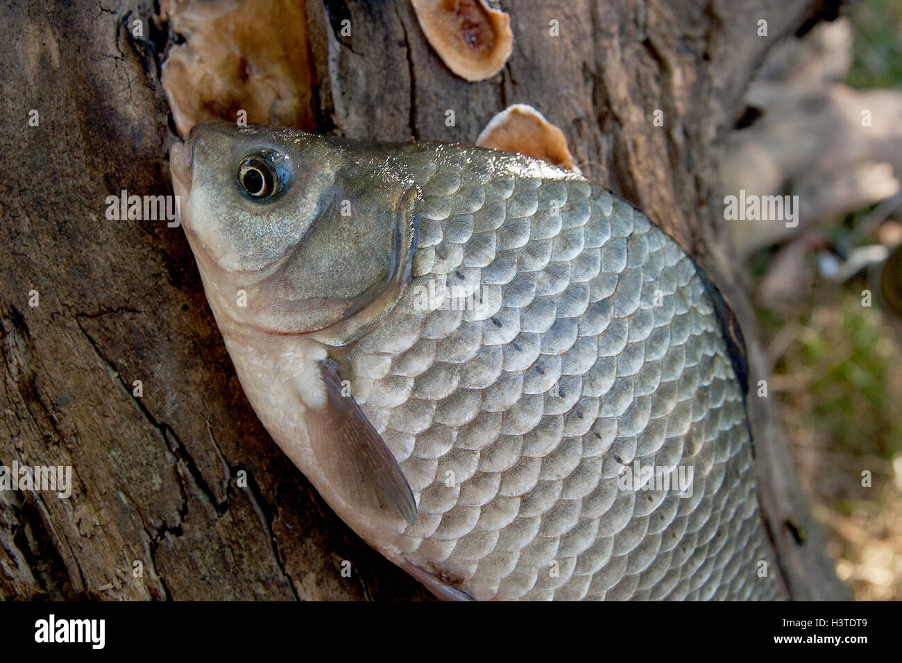 Freshwater fish just taken from the water. Crucian fish or Carassius on ...