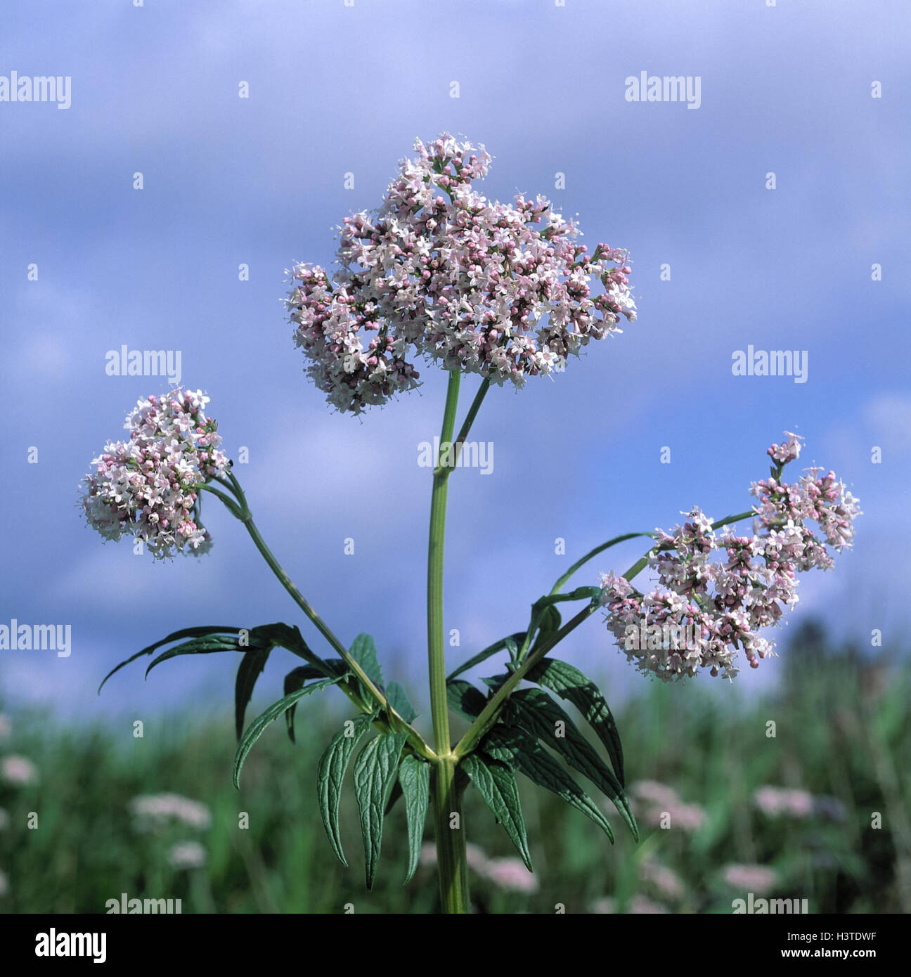 Meadow, real valerian, valerian, officinalis, medicinal plants ...