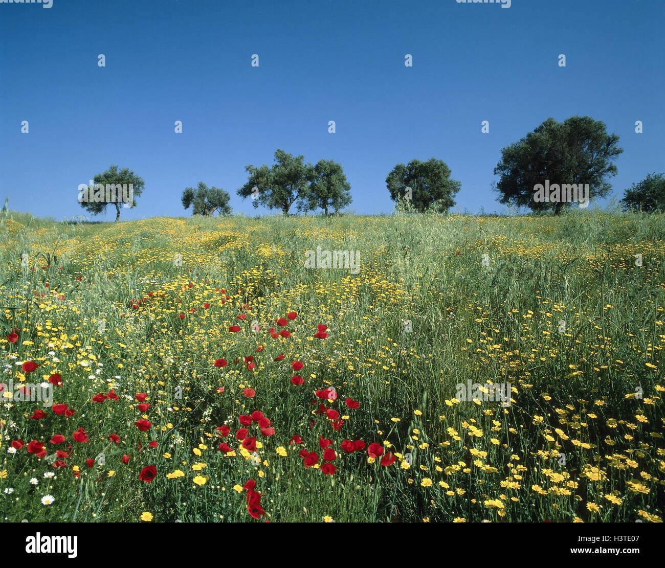 Turkey, close Kas, flower meadow, summer, Lykische coast, meadow ...